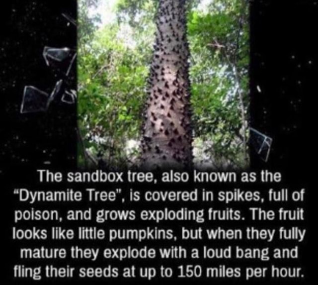 Fa The sandbox tree, also known as the "Dynamite Tree", is covered in ...