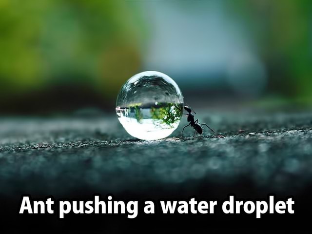 Ant pushing a water droplet - America’s best pics and videos