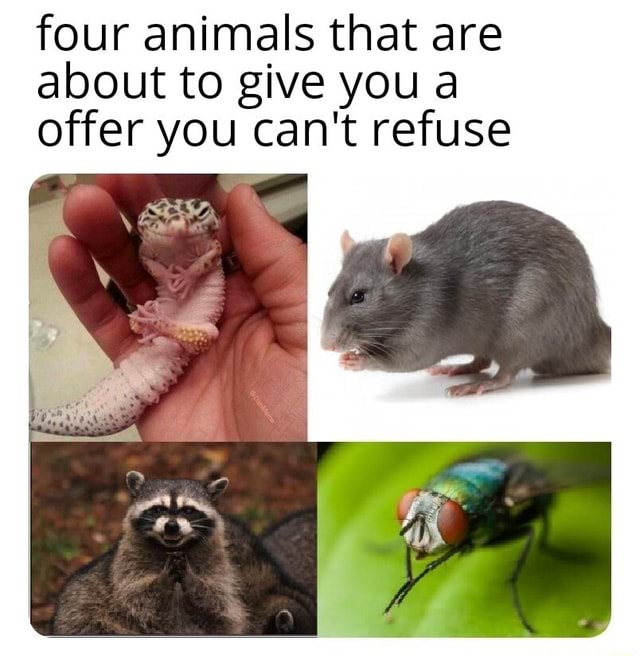 Four animals that are about to give you a offer you can't refuse - iFunny