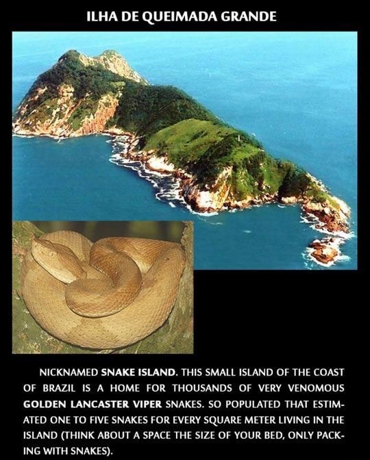 ILHA DE QUEIMADA GRANDE NICKNAMED SNAKE ISLAND. 'lms SMALL ISMND or THE ...