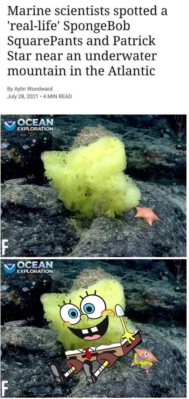 Marine scientists spotted a 'real-life' SpongeBob SquarePants and ...
