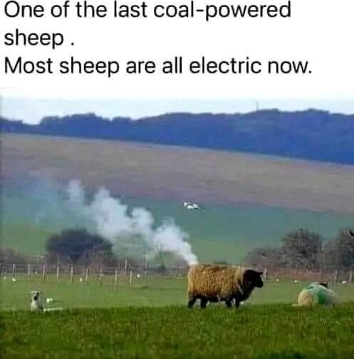 One of the last coal-powered sheep. Most sheep are all electric now ...