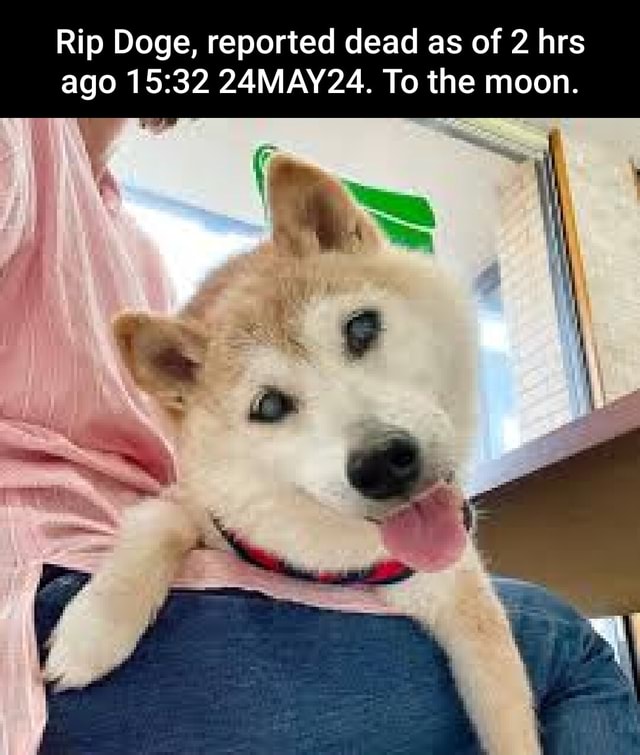 Rip Doge, reported dead as of 2 hrs ago 24MAY24. To the moon. - iFunny