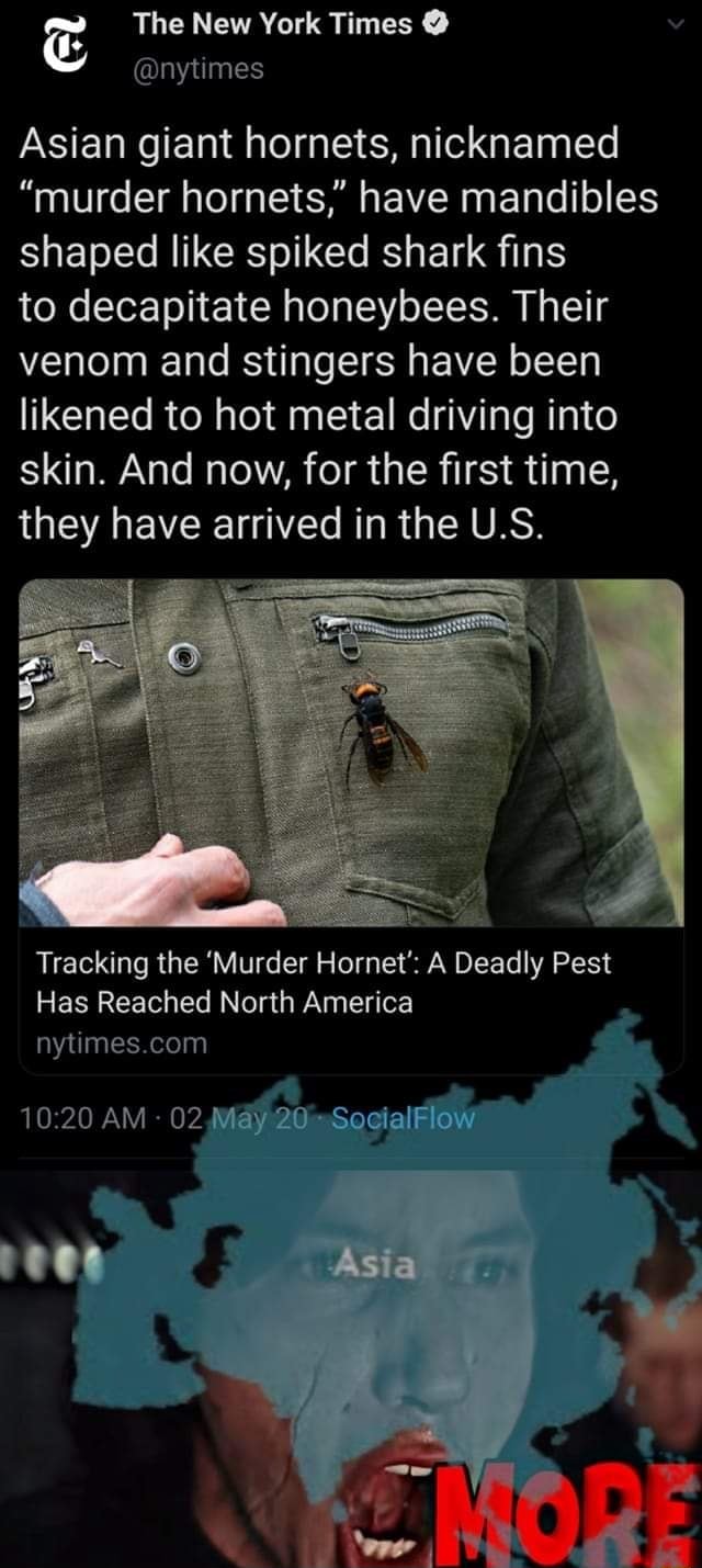 Asian giant hornets, nicknamed "murder hornets," have mandibles shaped ...