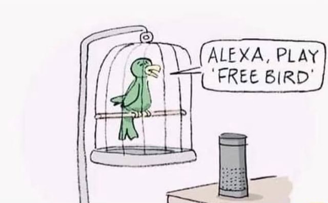 ALEXA, PLAY "FREE BIRD - )