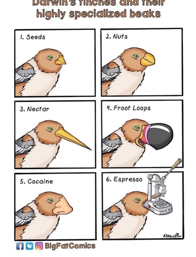 Highly Specialized Beaks Seeds Nuts 4 Froot Loops Bigfatcomics Ifunny