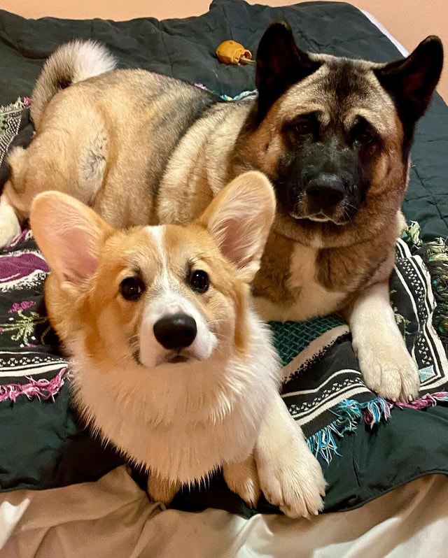 Brief break in the memes to share Kiba and Cwtch enjoying some string ...