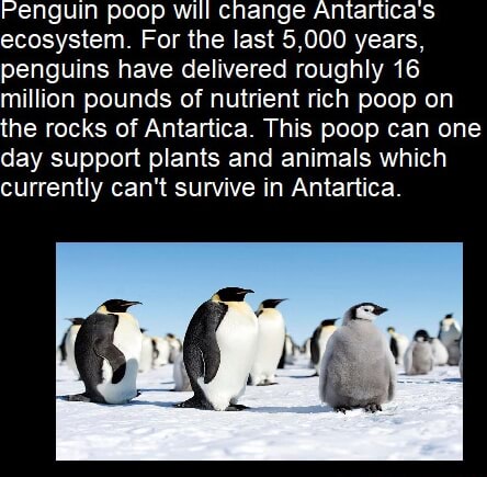 Penguin poop will change Antarticas ecosystem. For the last 5,000 years ...