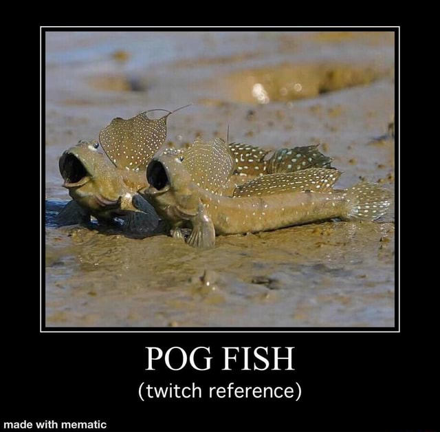 POG FISH (twitch reference) - iFunny