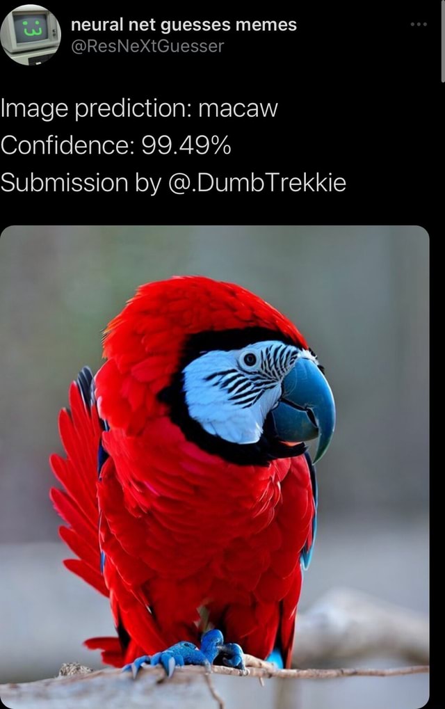 When the bird is SUS - neural net guesses memes Image prediction: macaw ...