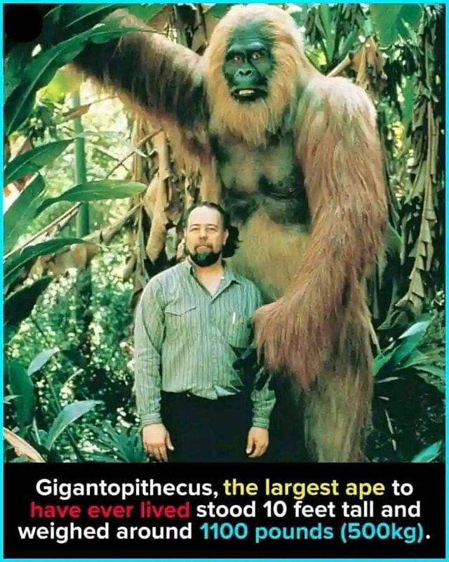 Gigantopithecus, the largest ape to ave ve ved stood 10 feet tall and ...