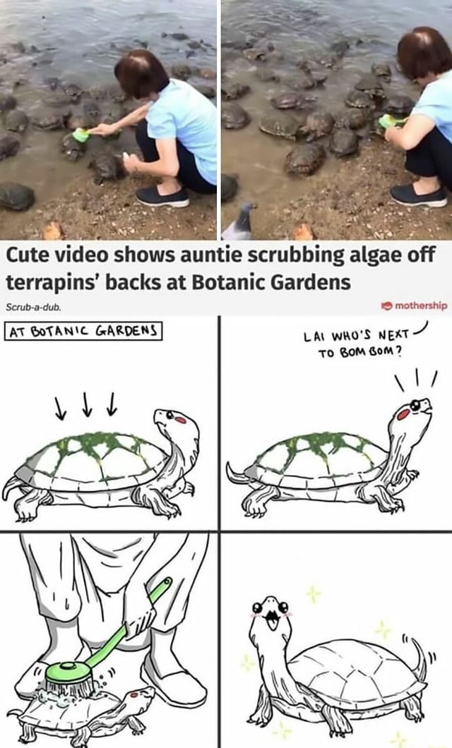 Cute video shows auntie scrubbing algae off terrapins' backs at Botanic ...
