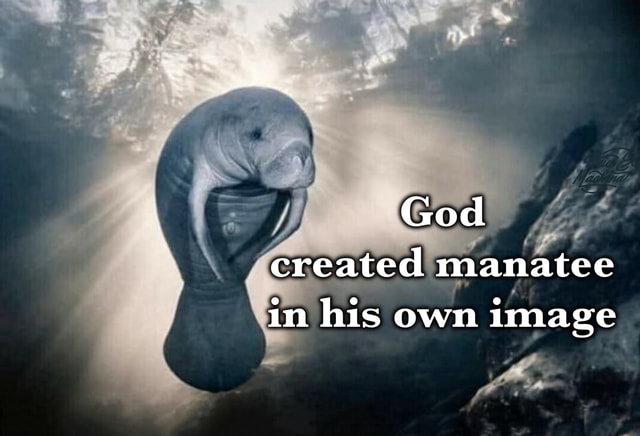 God created manatee in his own image - iFunny