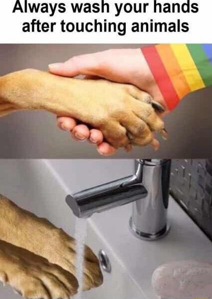 Always wash your hands after touching animals - iFunny
