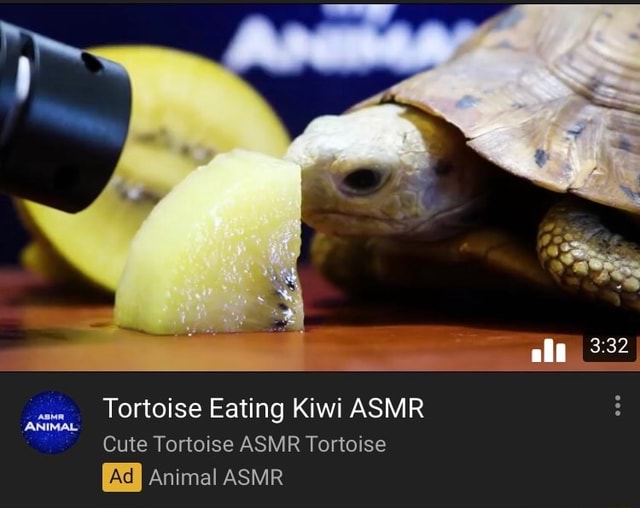 Tortoise Eating Kiwi ASMR 3 STE Cute Tortoise ASMR Tortoise Y Animal ...