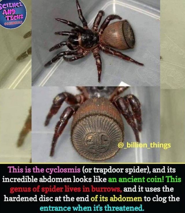 Things This is the cyclosmis (or trapdoor spider), and its incredible ...