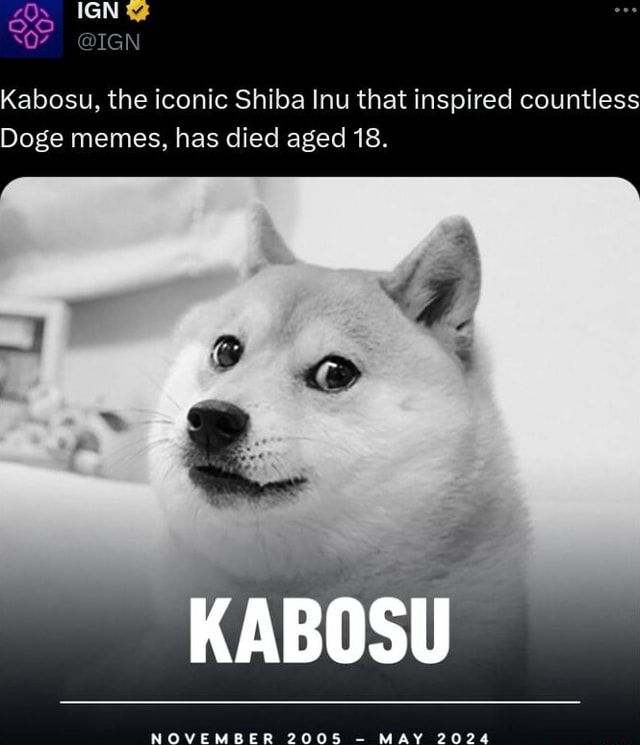 Kabosu, the iconic Shiba Inu that inspired countless Doge memes, has died aged 18. KABOSU ...