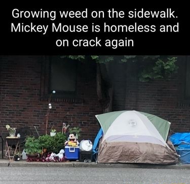 Growing weed on the sidewalk. Mickey Mouse is homeless and on crack ...
