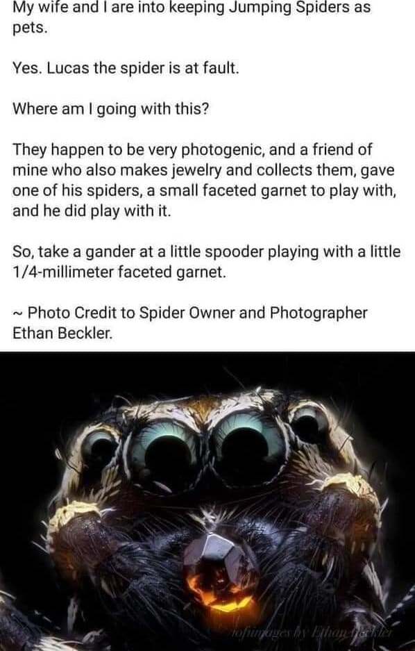 My wife and I are into keeping Jumping Spiders as pets. Yes. Lucas the ...