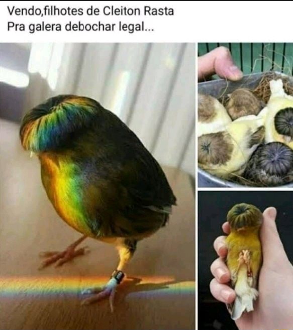 Vendo,filhotes de Cleiton Rasta Pra galera debochar legal... - iFunny ...