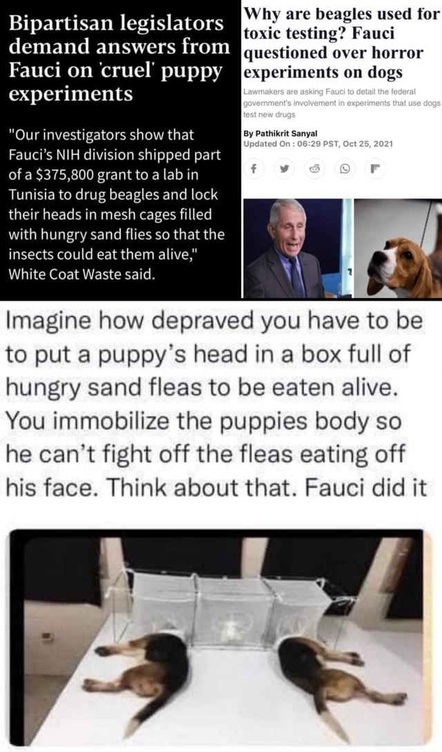 Why are beagles used for experiments on dogs to test new drugs Updated ...