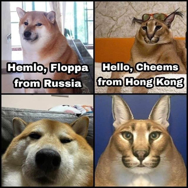 Hemlo, Floppa Hello, Cheems from Russia from Hong Kong* - iFunny