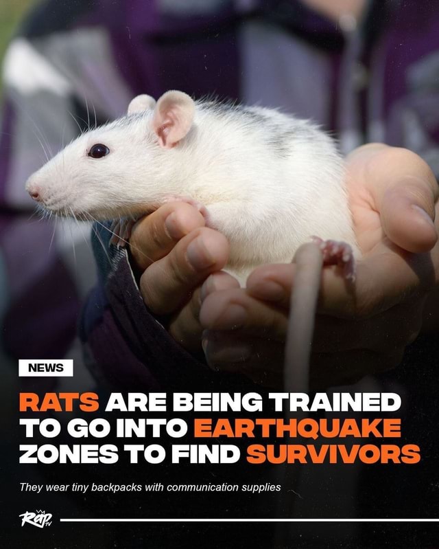 RATS ARE BEING TRAINED TO GO INTO EARTHQUAKE ZONES TO FIND SURVIVORS ...