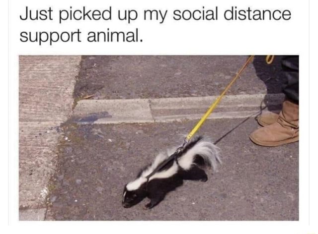 Just picked up my social distance support animal. - iFunny