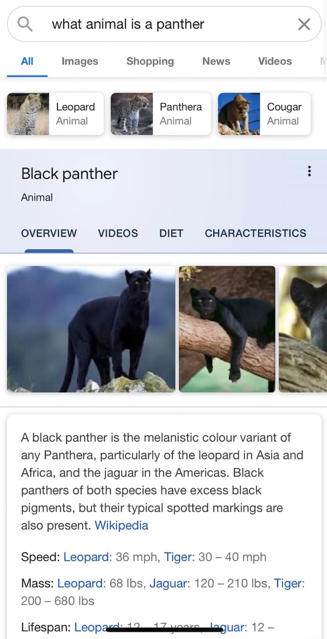 What animal is a panther All Images Shopping News Videos Leopard ...
