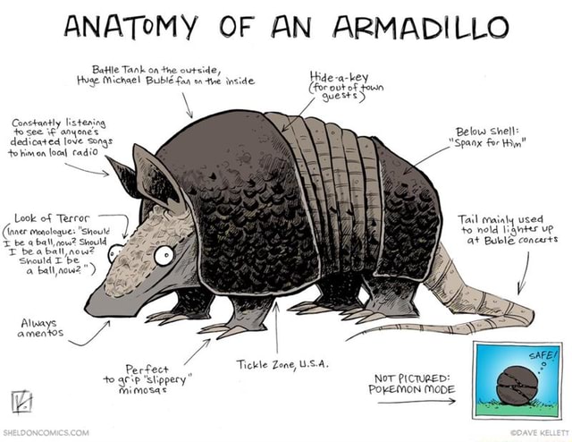 ANATOMY OF AN ARMADILLO - )