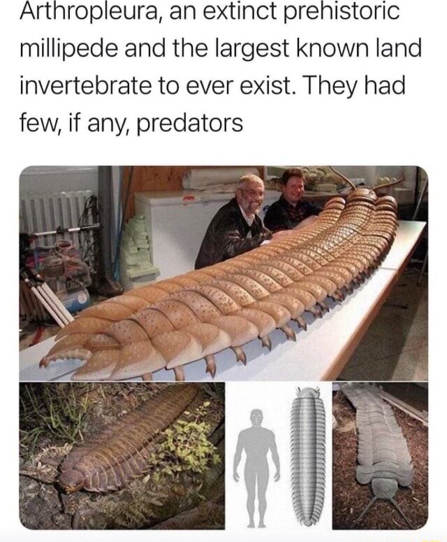 Arthropleura, an extinct prehistoric millipede and the largest known ...