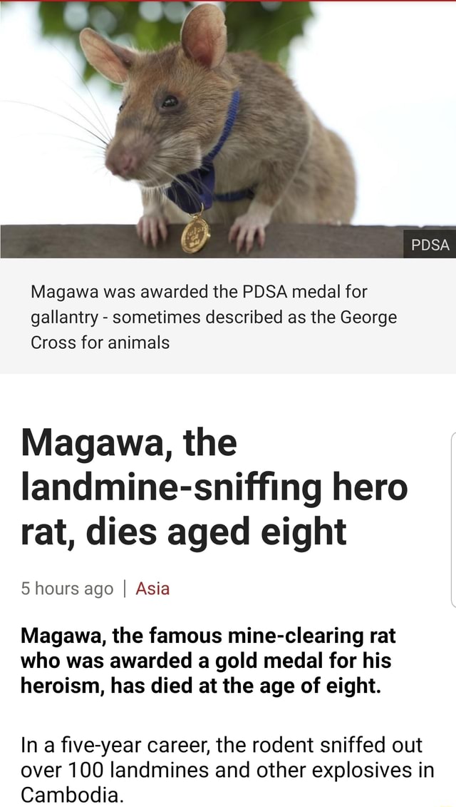 PDSA Magawa was awarded the PDSA medal for gallantry - sometimes ...