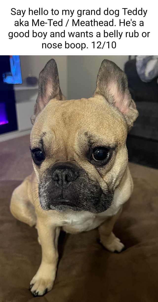 Say hello to my grand dog Teddy aka Me-Ted / Meathead. He's a good boy ...