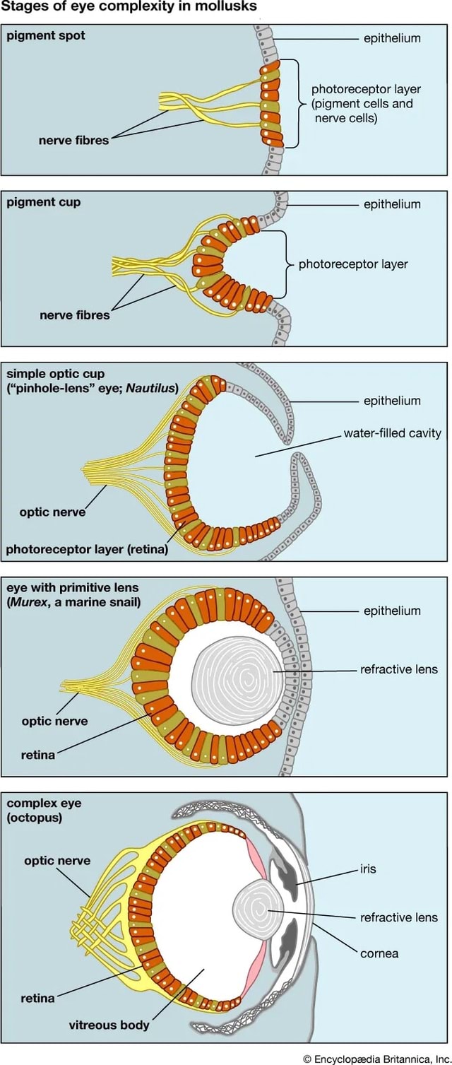 Stages of eye complexity in mollusks pigment spot epithelium ...