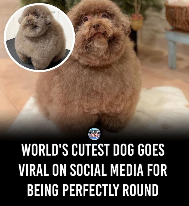 The 'world cutest dog' has gone viral on social media - because she is ...