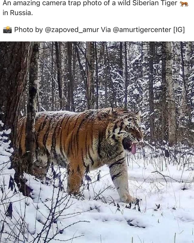 An amazing camera trap photo of a wild Siberian Tiger in Russia. @j ...