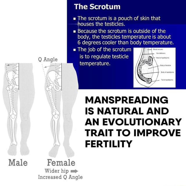. The scrotum is a pouch of skin that Áaouses the testícles. . Because ...