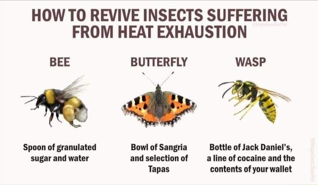 HOW TO REVIVE INSECTS SUFFERING FROM HEAT EXHAUSTION BEE BUTTERFLY WASP ...