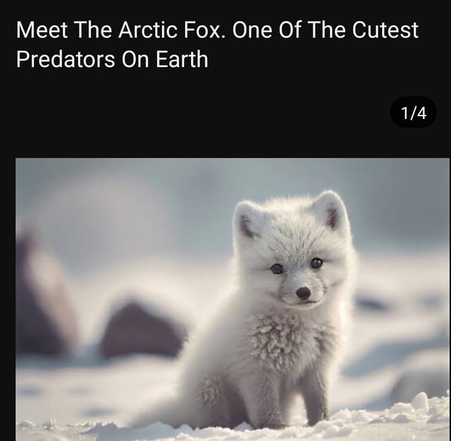 Meet The Arctic Fox. One Of The Cutest Predators On Earth - America’s ...