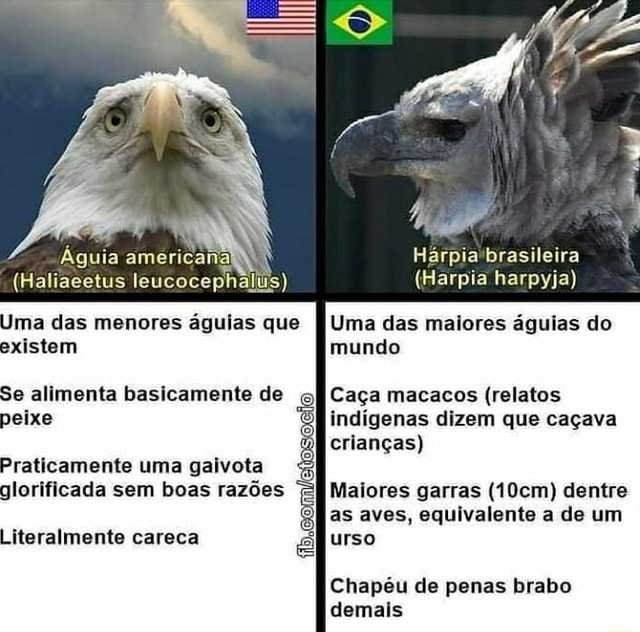 Águia americana Hárpia'brasileira us leucocephaliis) (Harpia harpyja) Uma das maiores águias do ...