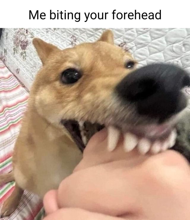 Me biting your forehead - iFunny