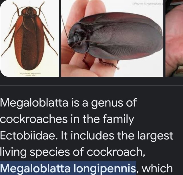 Megaloblatta is a genus of cockroaches in the family Ectobiidae. It ...