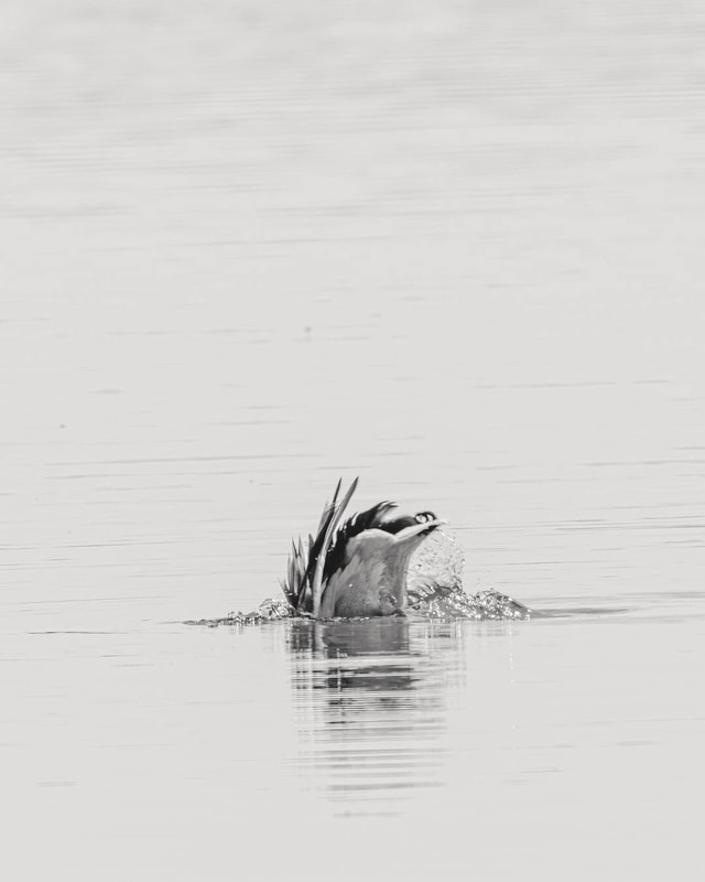 Happy hump day - enjoy a floofy duck butt from Lake Wingra in Madison ...