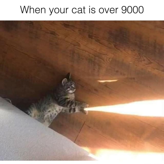 Kamewhameha!!! 💥 - When your cat is over 9000 - America’s best pics and ...