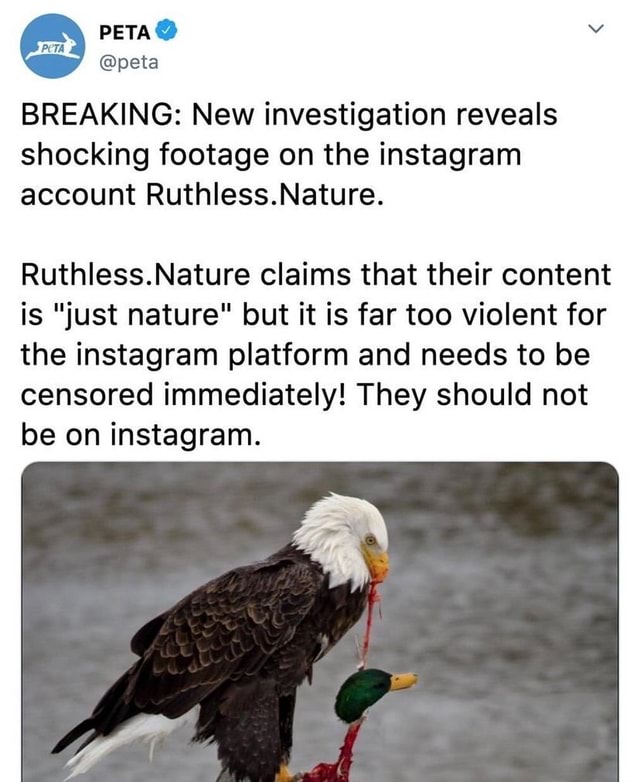 PETA@ @peta BREAKING: New investigation reveals shocking footage on the ...