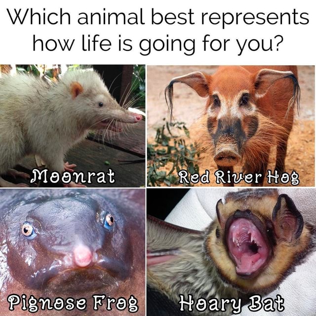 🤔 Meme by Dakota Baldwin - Which animal best represents how life is ...