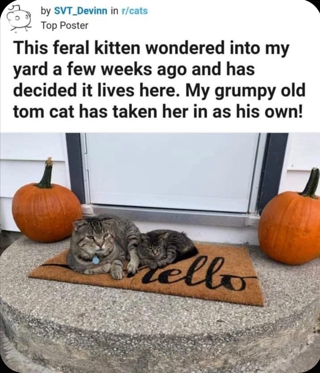 By SVT_Devinn in r cats Top Poster This feral kitten wondered into my ...