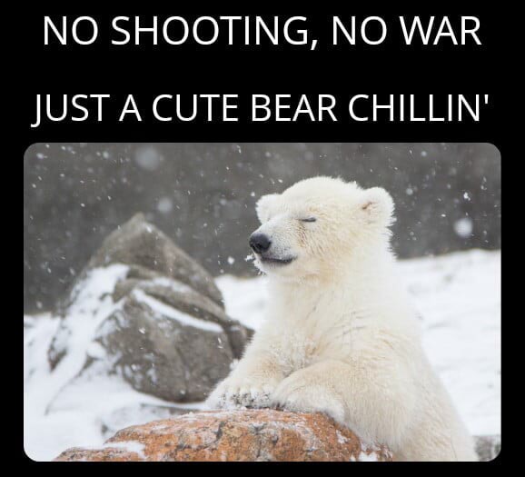 NO SHOOTING, NO WAR JUST A CUTE BEAR CHILLIN - America’s best pics and ...
