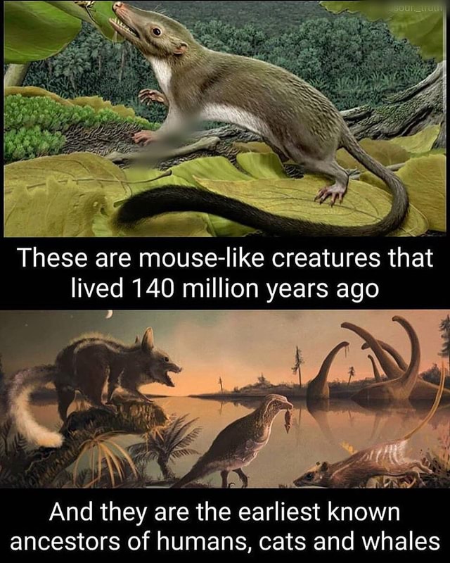 These are mouse- -like creatures that lived 140 million years ago And ...
