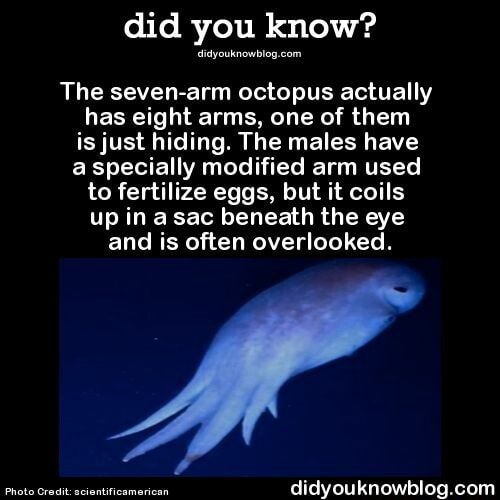 Did you know? The seven-arm octopus actually has eight arms, one of ...